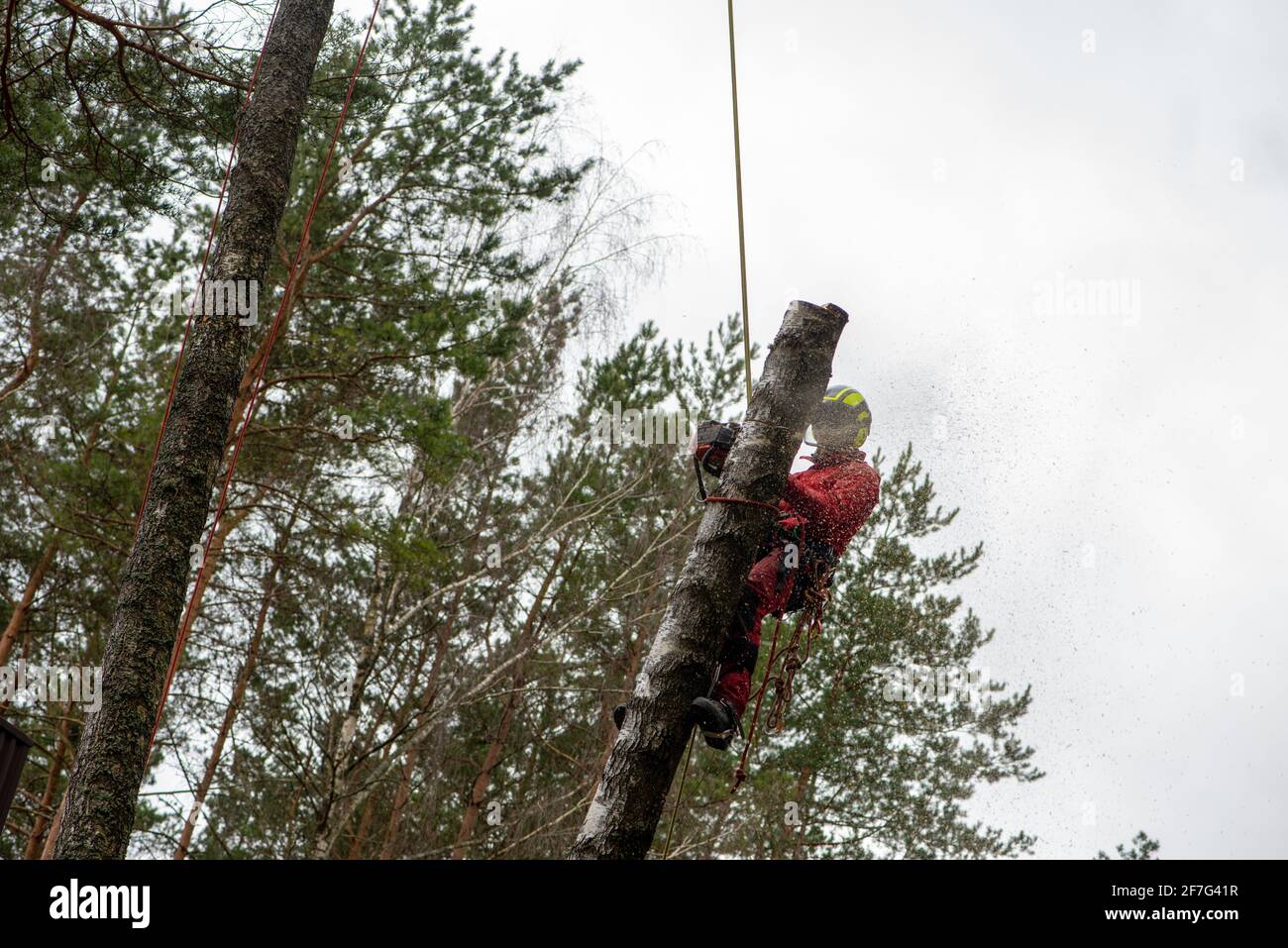Arborist cutting a branches with chainsaw. The worker with helmet ...