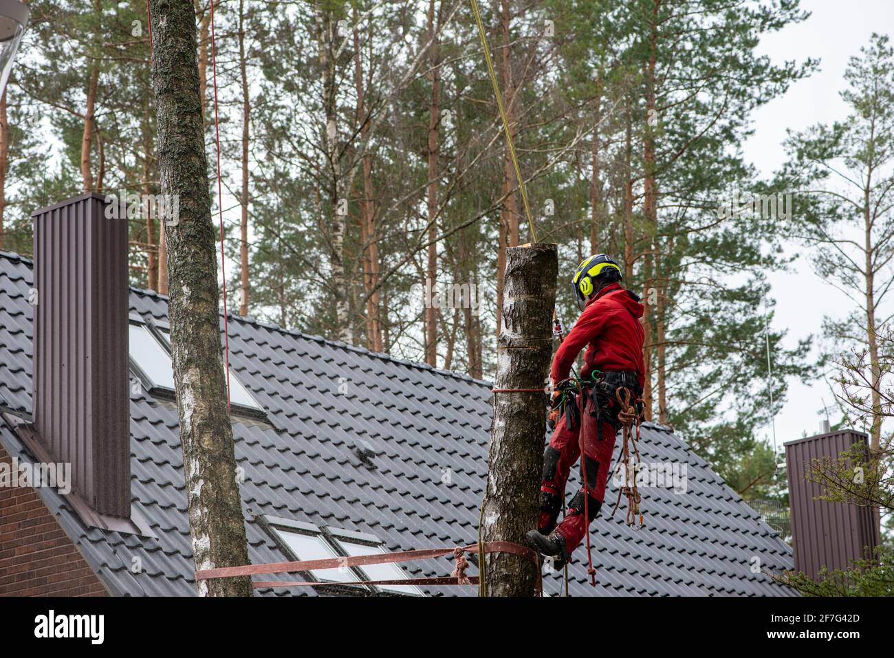 Arborist cutting a branches with chainsaw. The worker with helmet ...