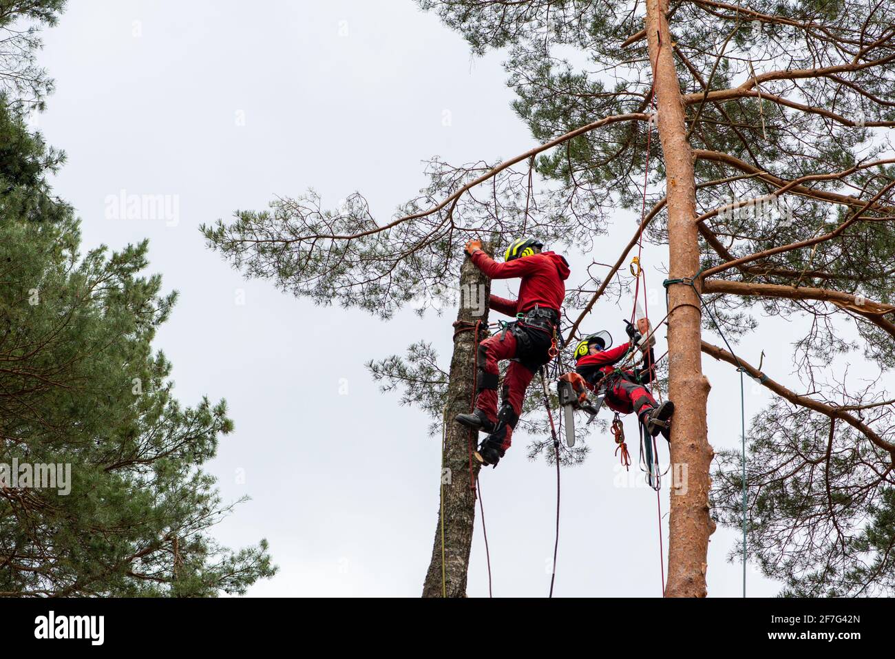 Arborist cutting a branches with chainsaw. The worker with helmet ...