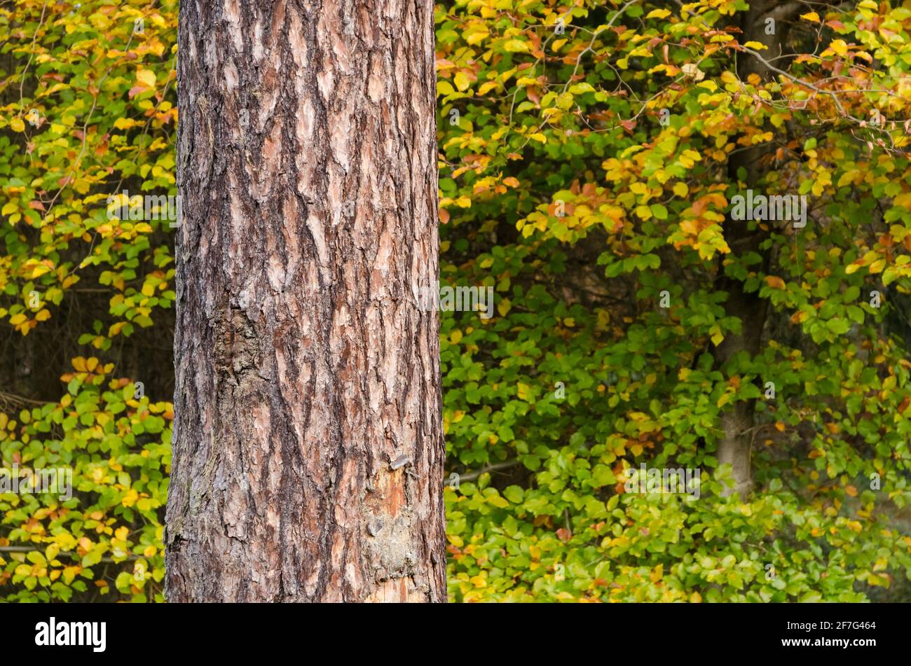 Tree trunk and bark against colorful autumn foliage in the forest Stock ...