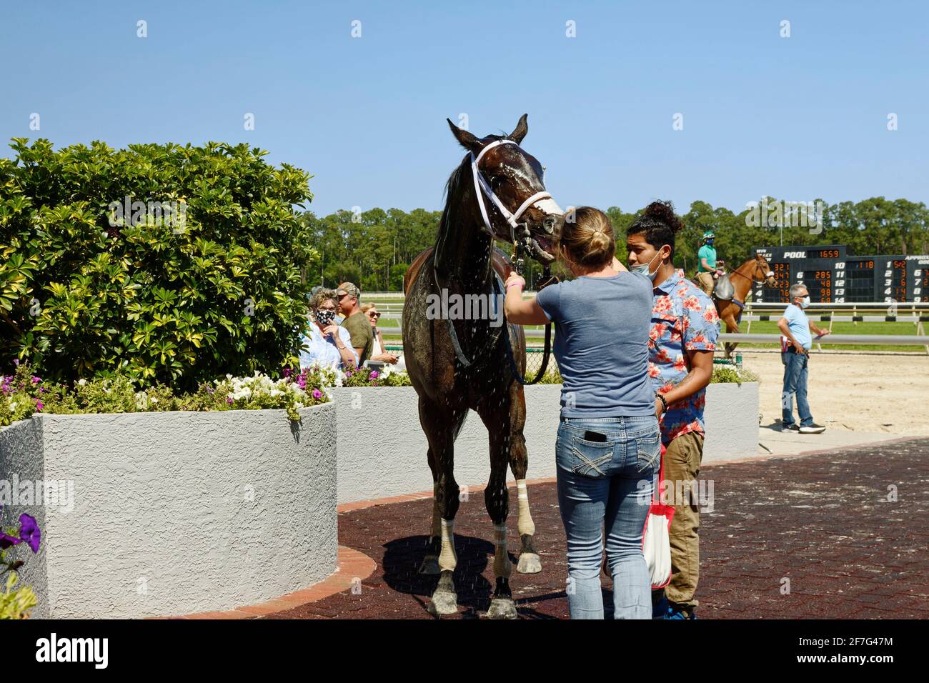 Bay race horse hi-res stock photography and images - Alamy