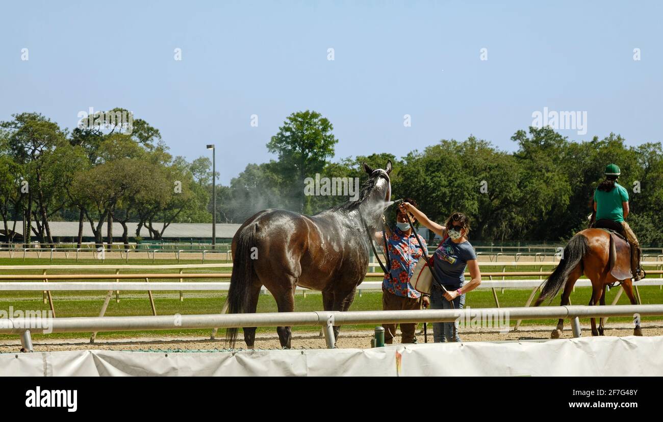 racetrack scene, post-race, spraying horse with water to cool off ...
