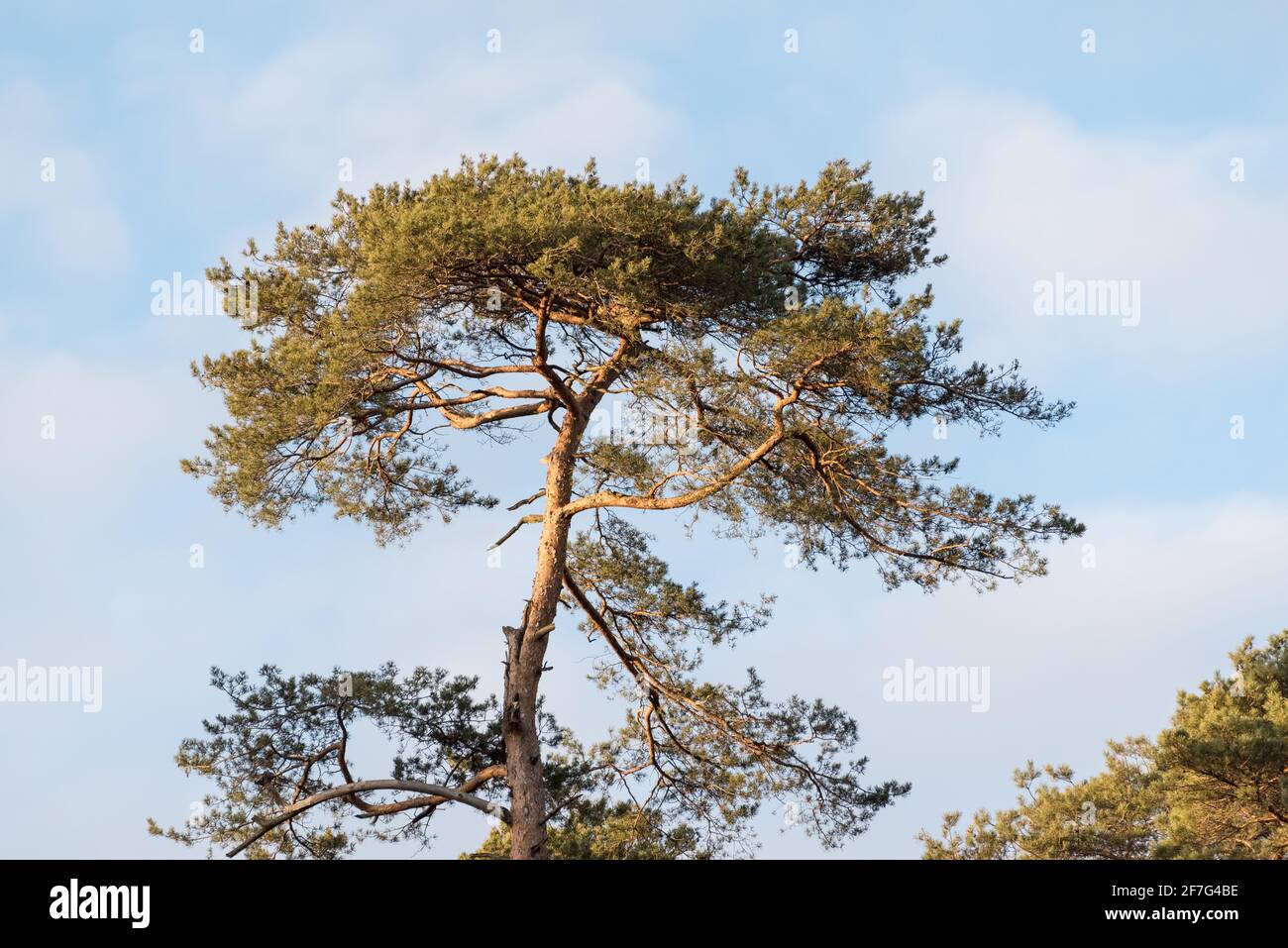 Coniferous evergreen tree trunk and tree top against blue sky Stock ...