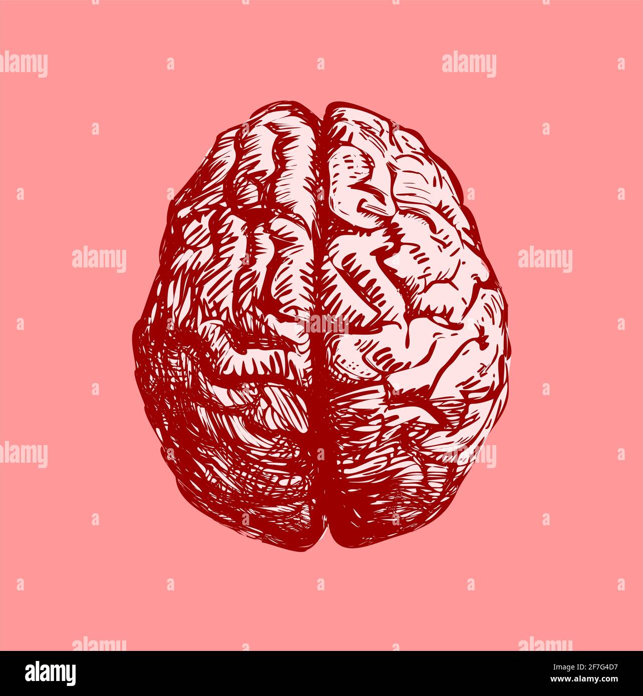 Illustration of human brain Stock Photo - Alamy