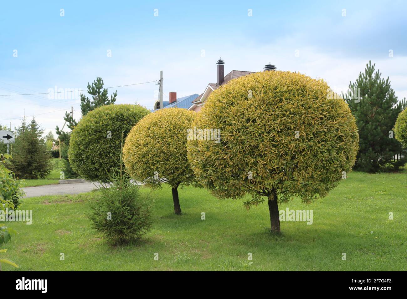 Ornamental crack willow or brittle willow (Salix fragilis) trimmed. The ...