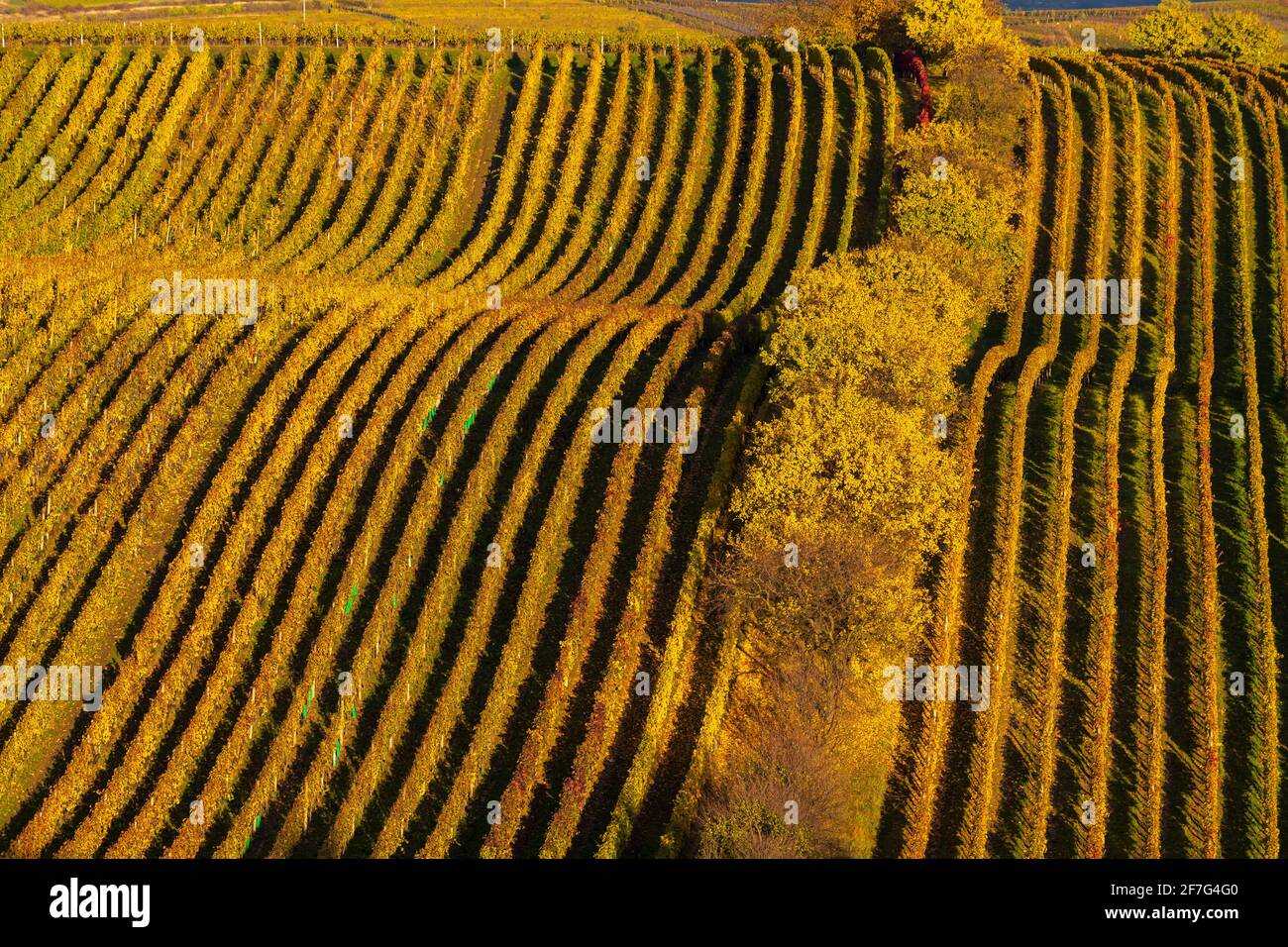 Autumn vineyard near Cejkovice, Southern Moravia, Czech Republic Stock ...