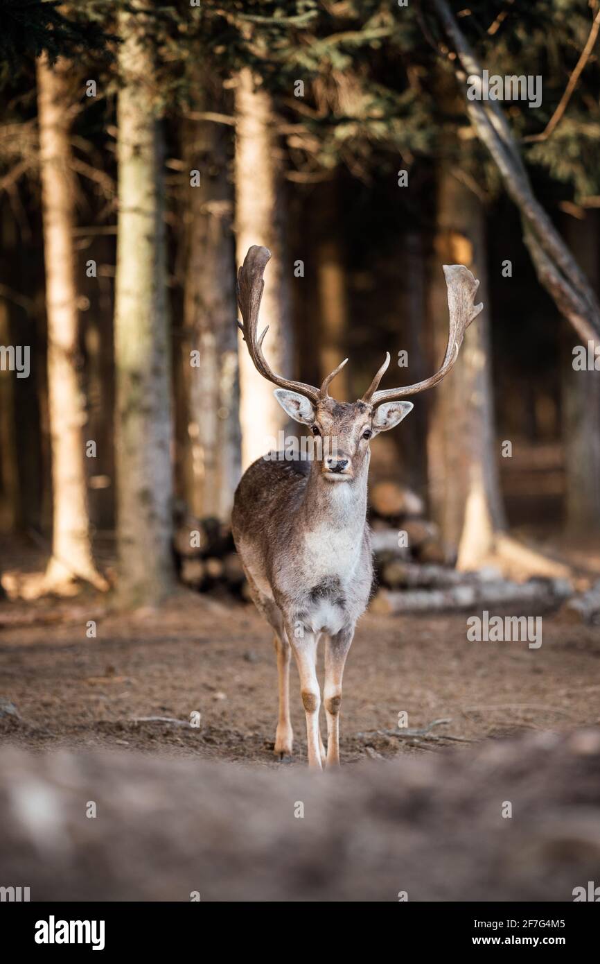 beautiful deer standing in a wild forest Stock Photo - Alamy