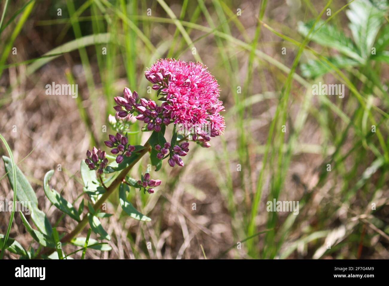 Red orpine hi-res stock photography and images - Alamy