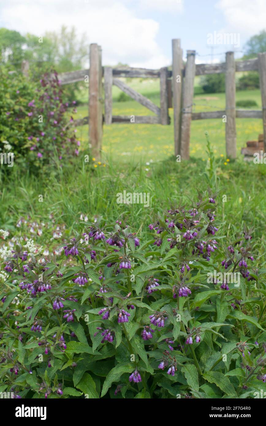 Comfrey by a gate leading into a field Stock Photo - Alamy
