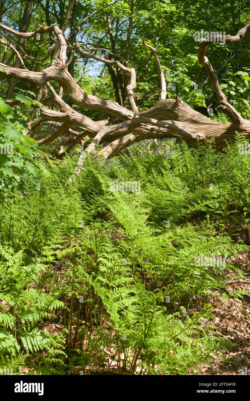 Ferns by a dead tree in the woods Stock Photo - Alamy