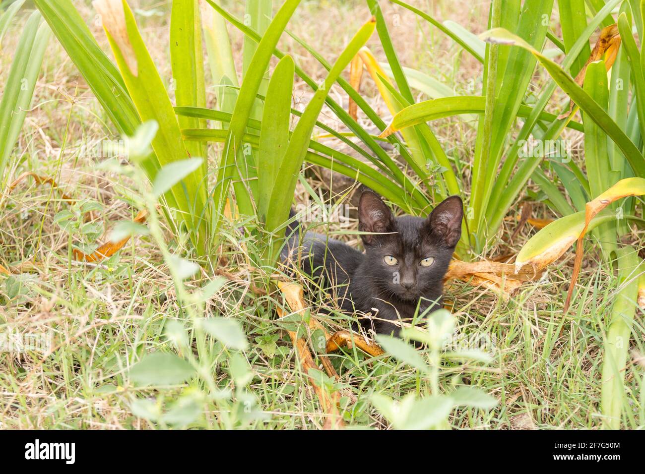 Cute cat drawing kids hi-res stock photography and images - Alamy