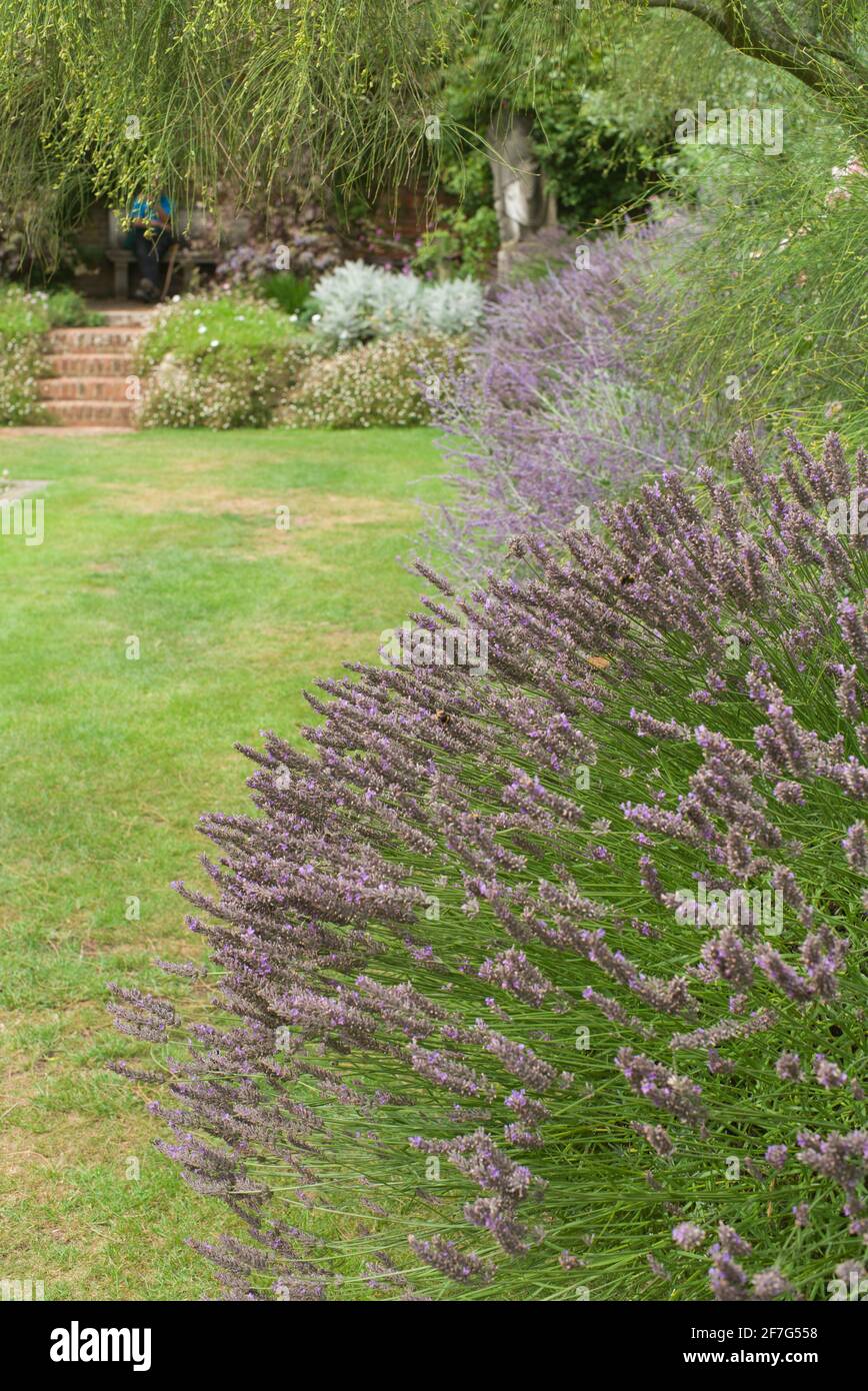 Lavender bush in a park Stock Photo - Alamy
