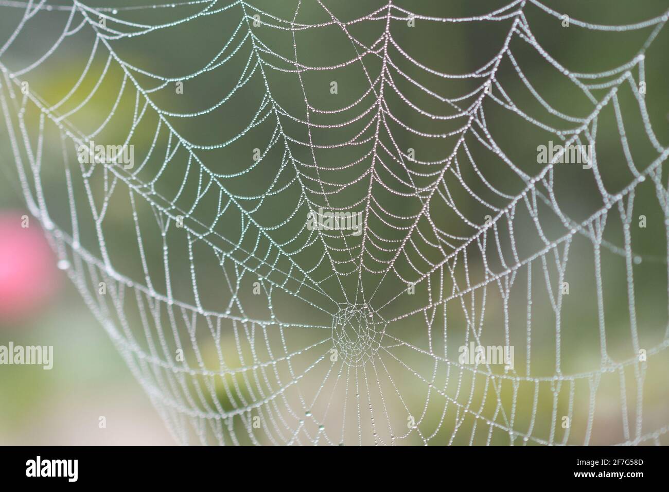 Beautiful spider web net with plenty of dew drops Stock Photo - Alamy