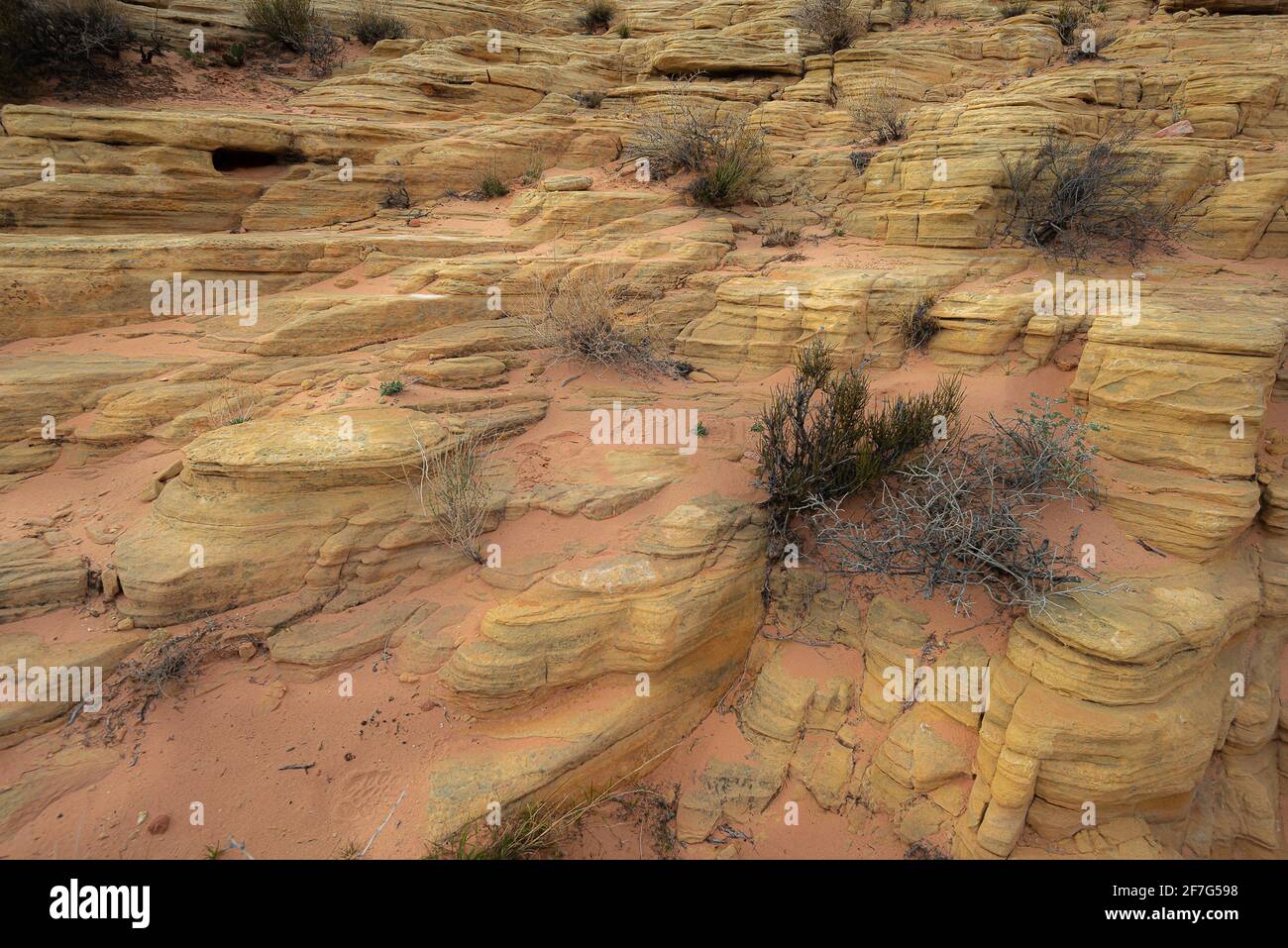 The wave an amazing geological rock formation in the North Coyote ...