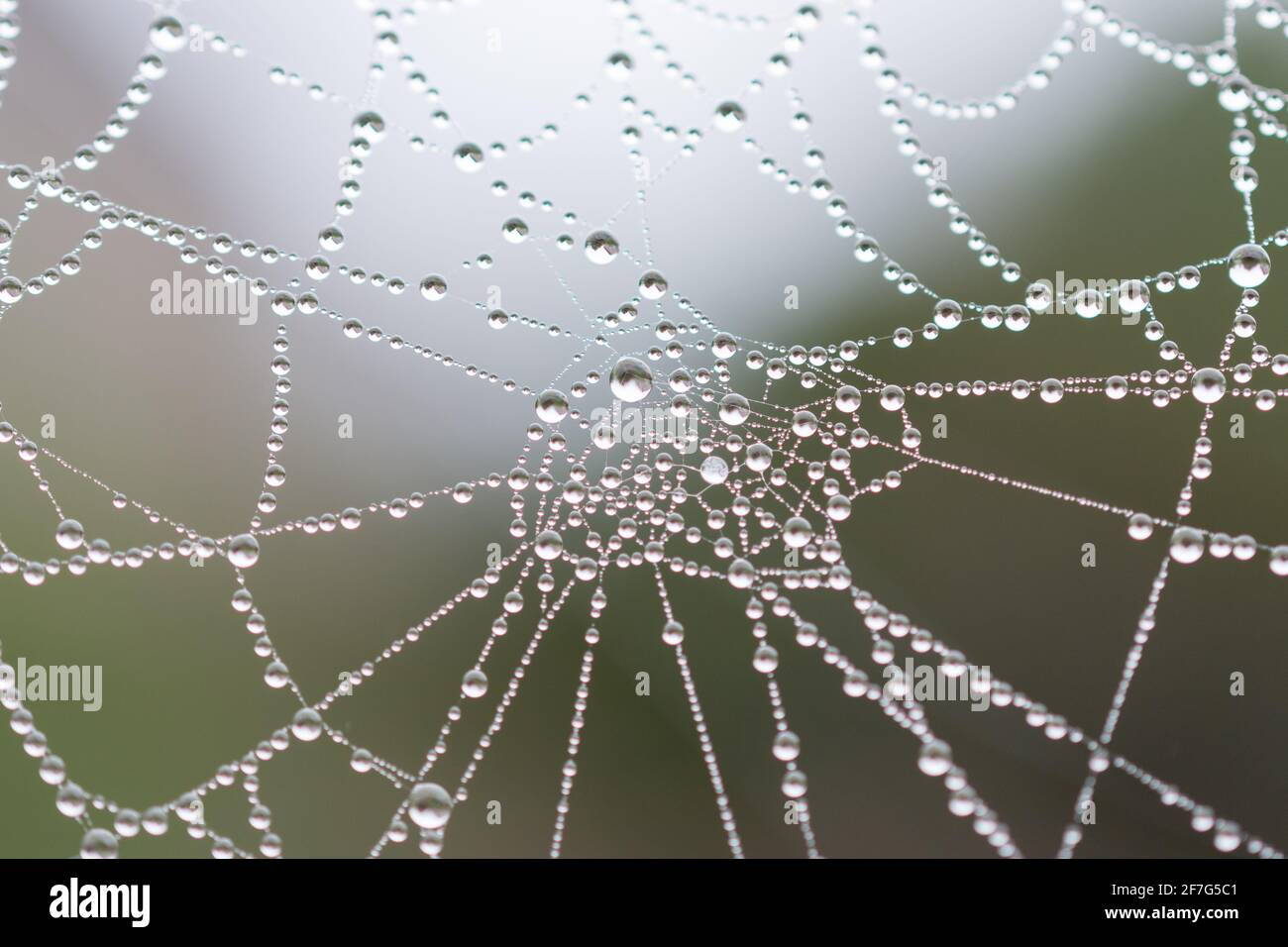 Beautiful spider web net with plenty of dew drops Stock Photo - Alamy