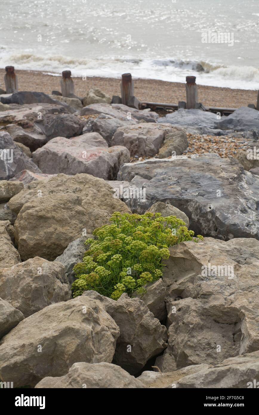 Plants growing between large rocks on the beach Stock Photo - Alamy