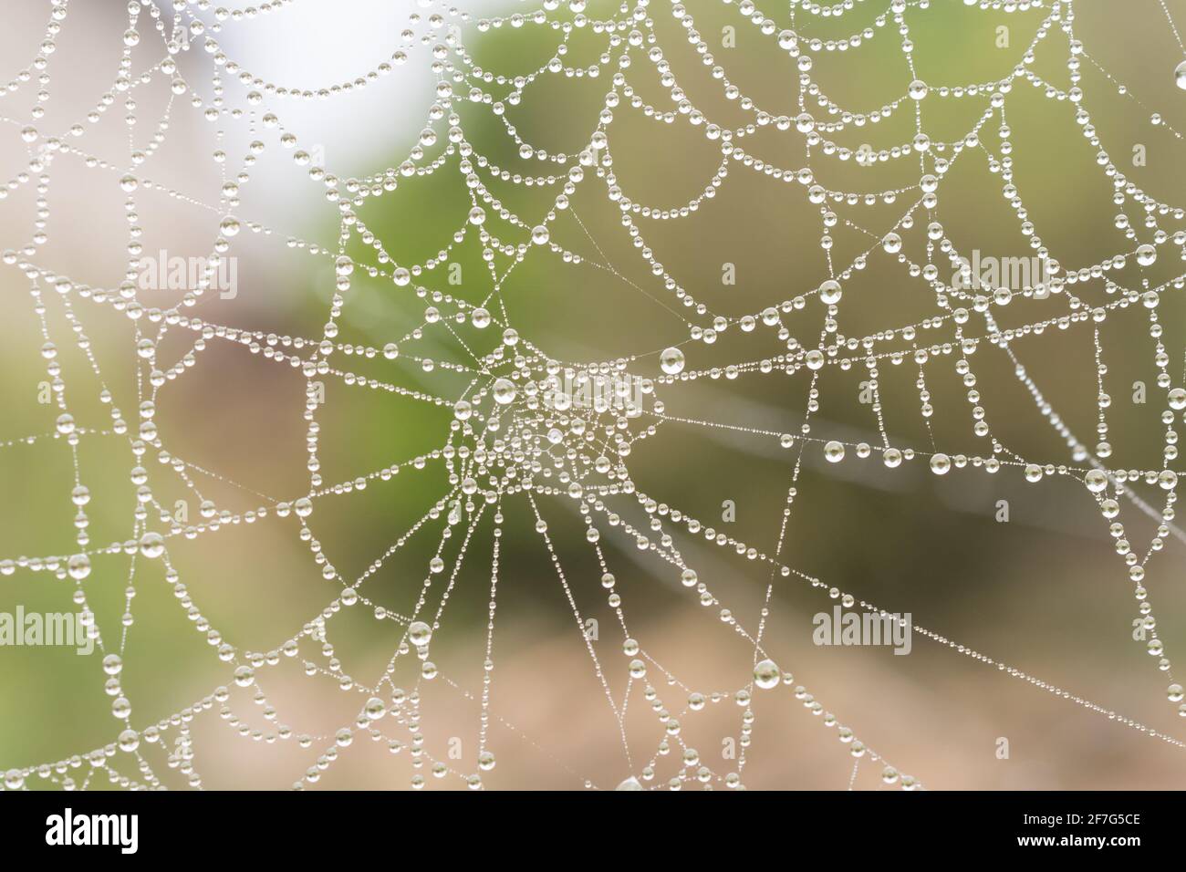 Beautiful spider web net with plenty of dew drops Stock Photo - Alamy