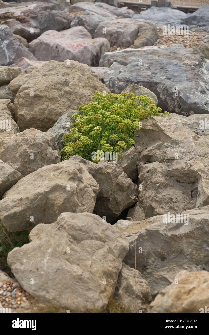 Plants growing between large rocks on the beach Stock Photo - Alamy