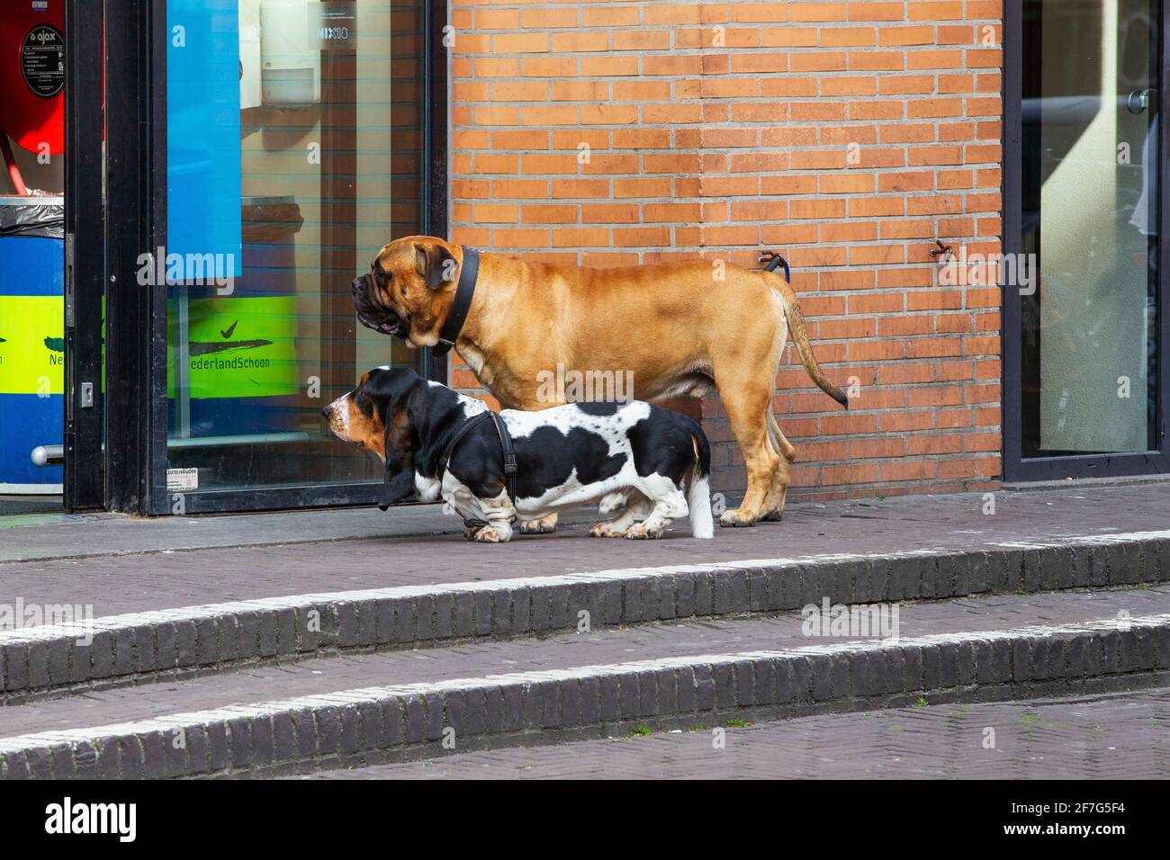 Patient dogs hi-res stock photography and images - Alamy