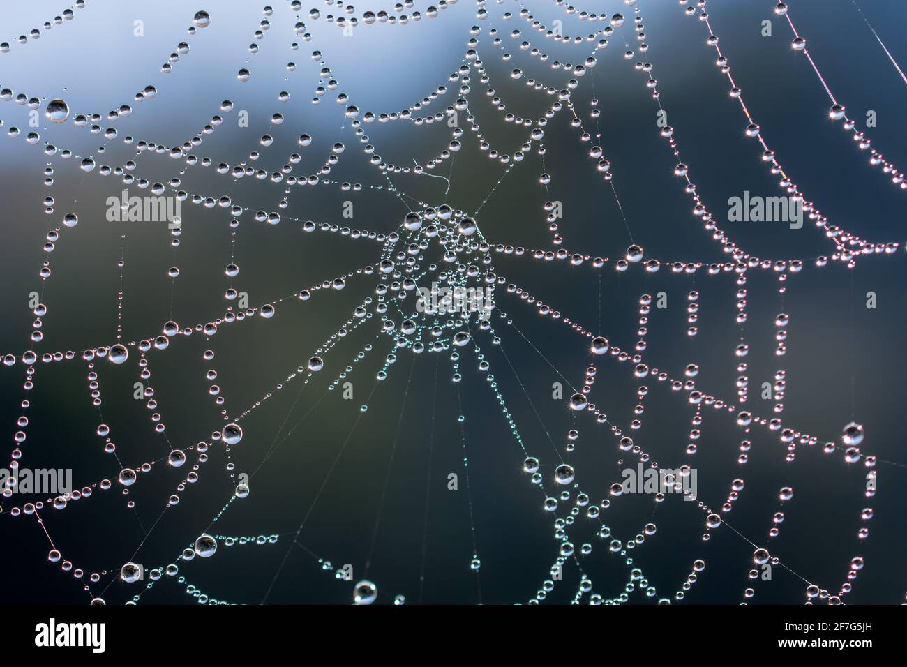 Beautiful spider web net with plenty of dew drops Stock Photo - Alamy