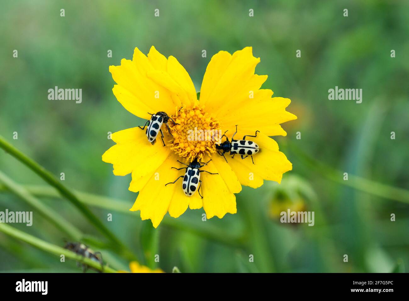 Three bugs hi-res stock photography and images - Alamy