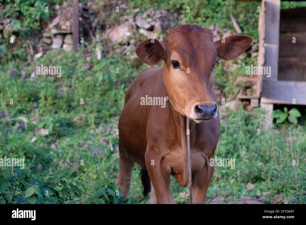 Beautiful brown cow Stock Photo - Alamy