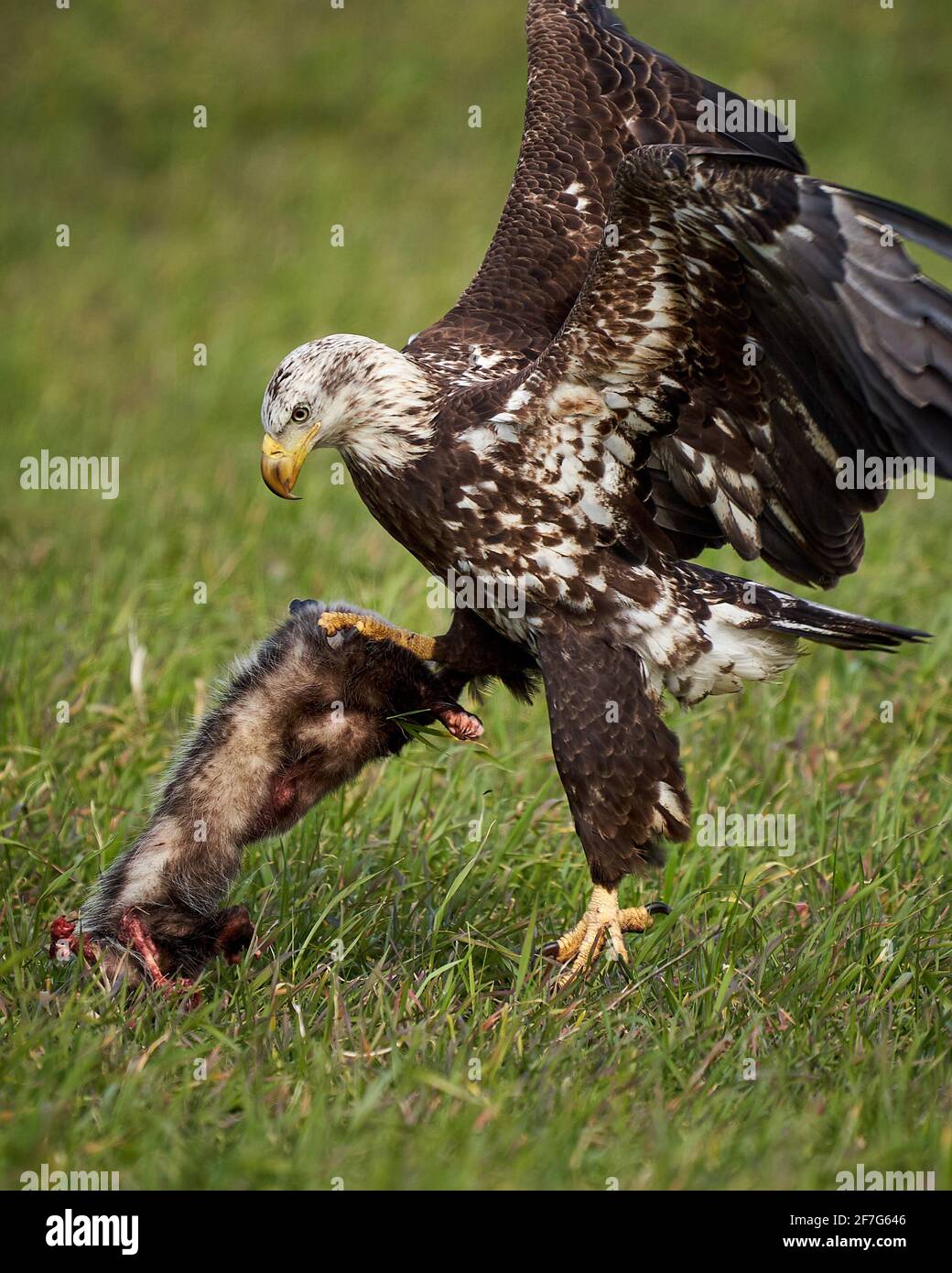 Eagle bit hi-res stock photography and images - Alamy