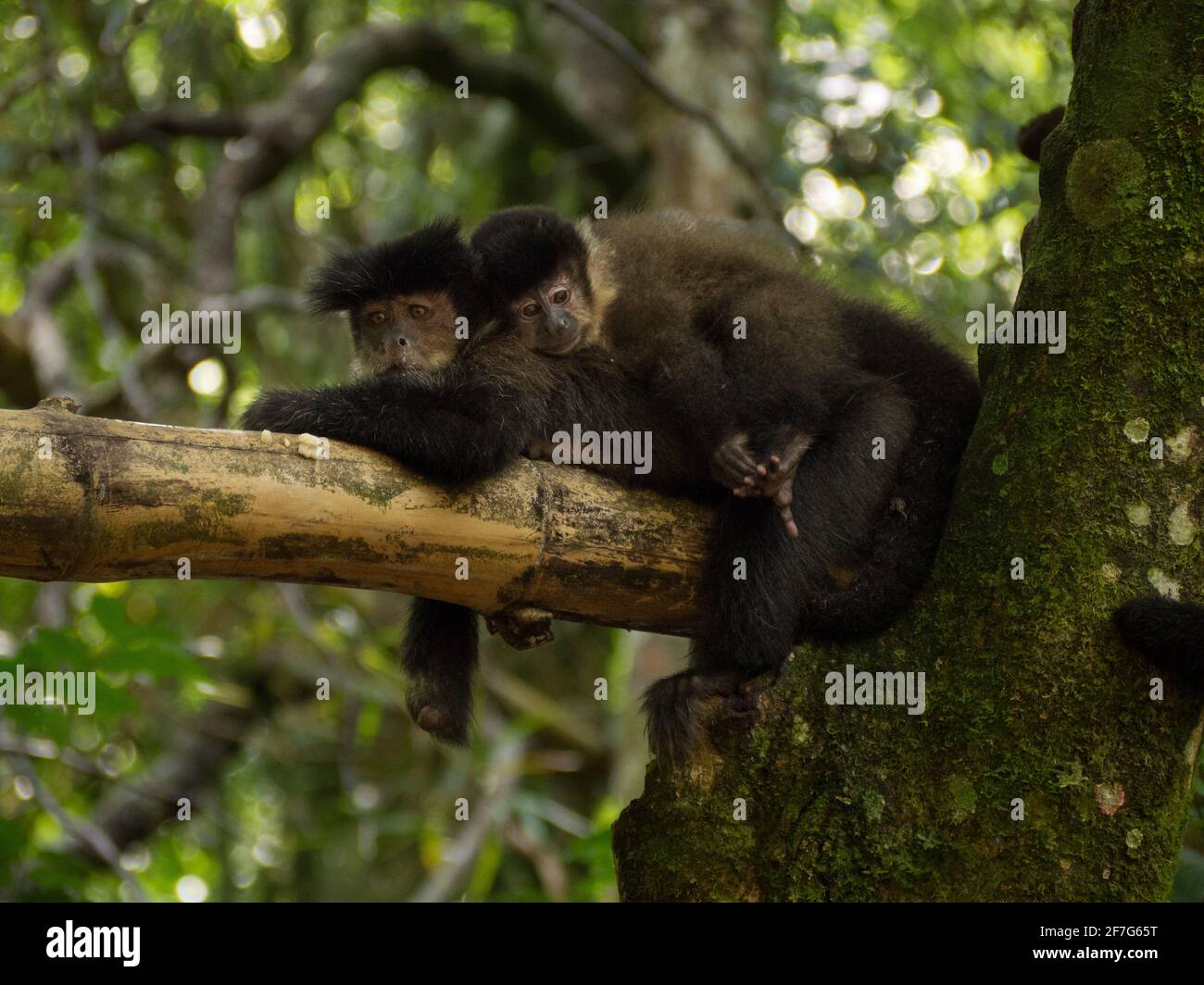 Baby emperor tamarin monkey hi-res stock photography and images - Alamy