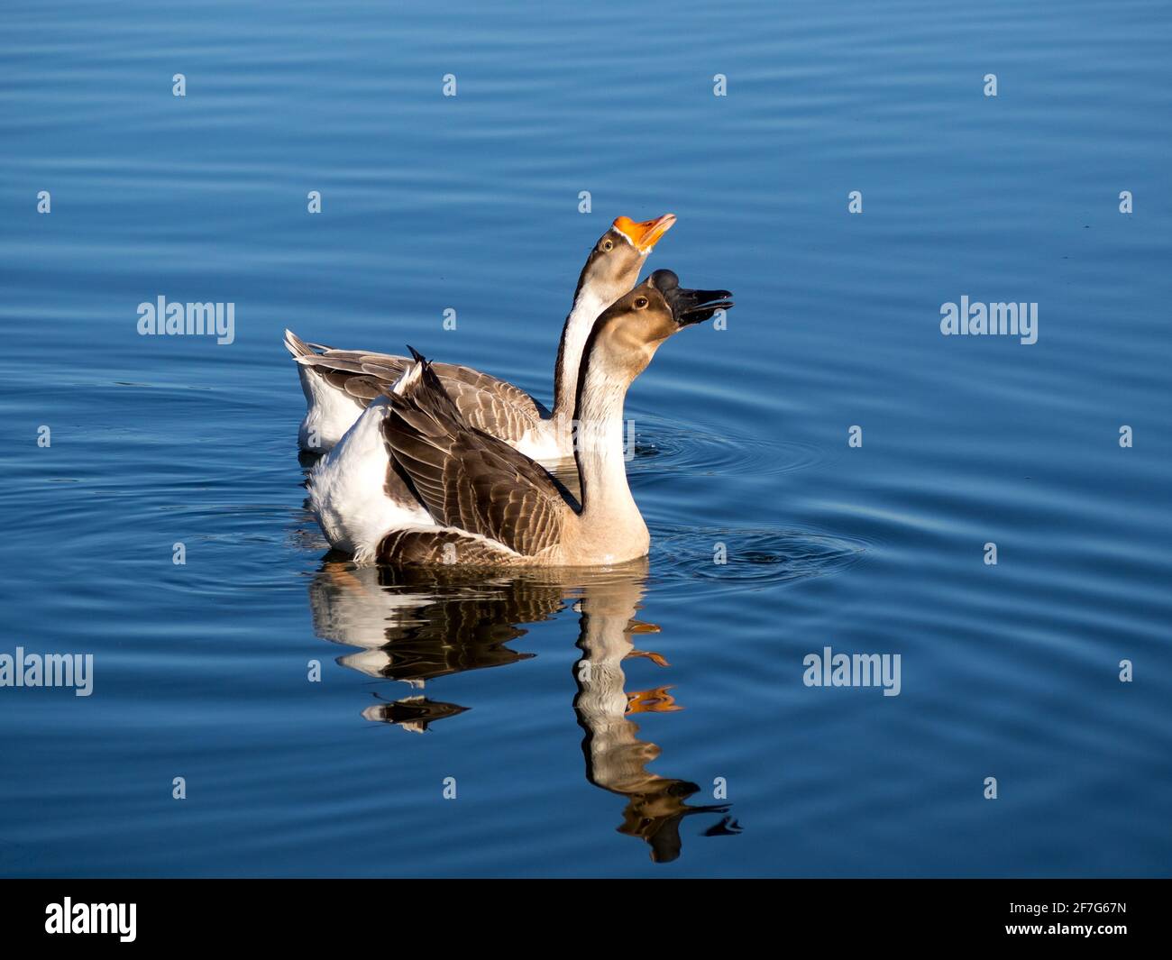 Wild swimming poster hi-res stock photography and images - Alamy