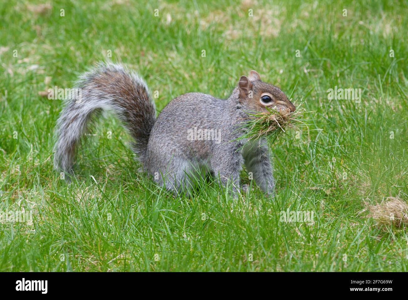 Drey squirrel hi-res stock photography and images - Alamy