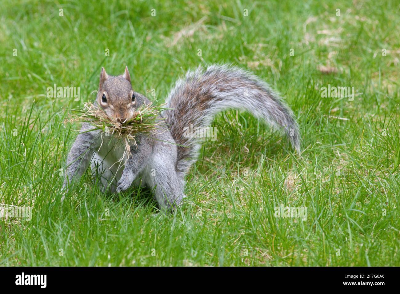 Drey squirrel hi-res stock photography and images - Alamy
