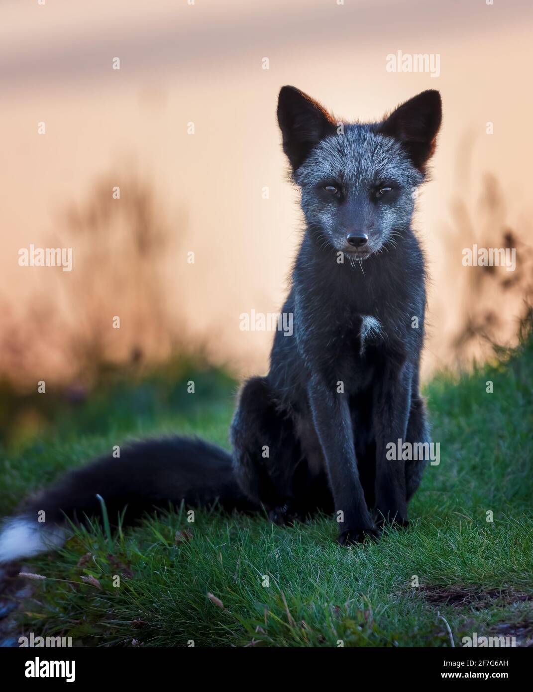 The silver fox curiously gazed towards Carol Ann as she photographed ...