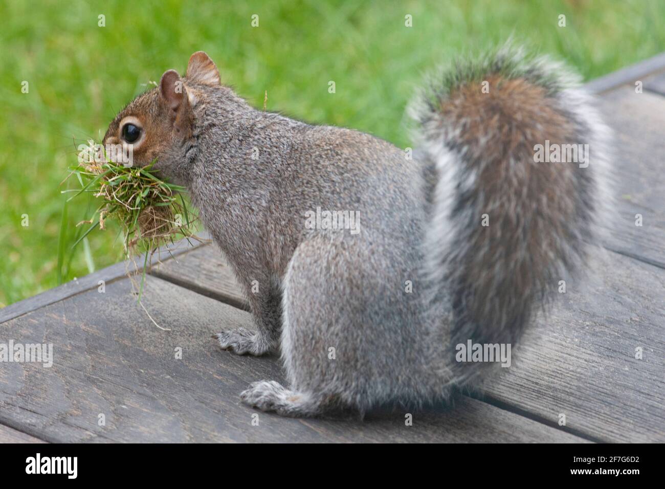 Grey squirrel drey hi-res stock photography and images - Alamy