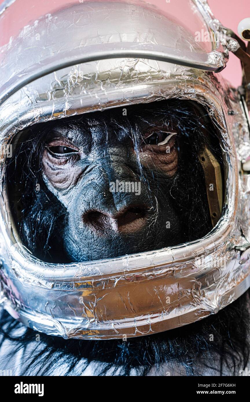 Air Force Nasa Chimp