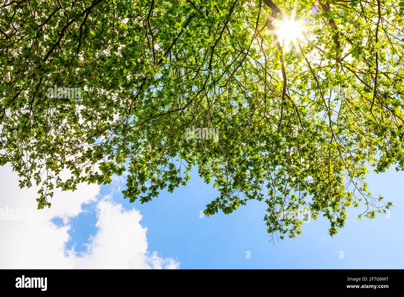 Spring summer background with green tree and sun rays. Low angle view ...