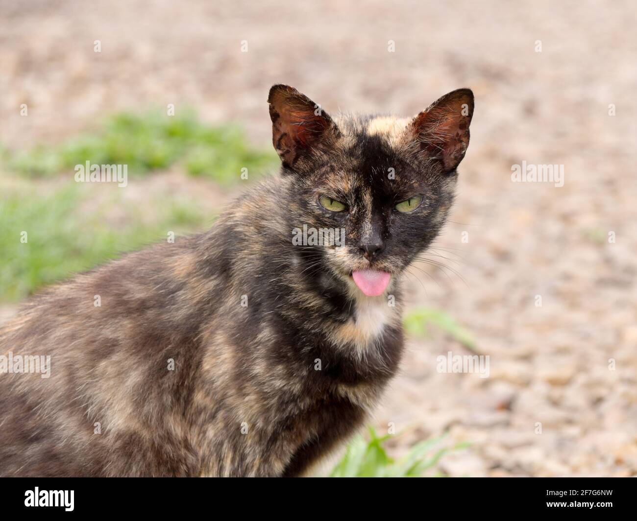 Grizzly cat showing his tongue Stock Photo - Alamy