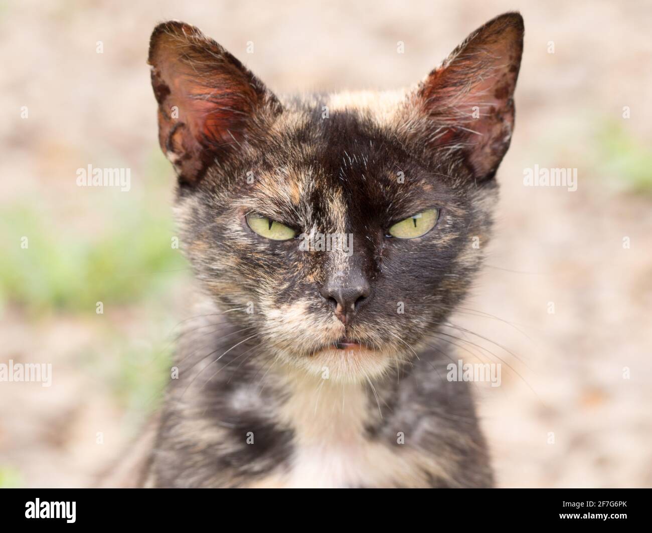 Evil look cartoon hi-res stock photography and images - Alamy
