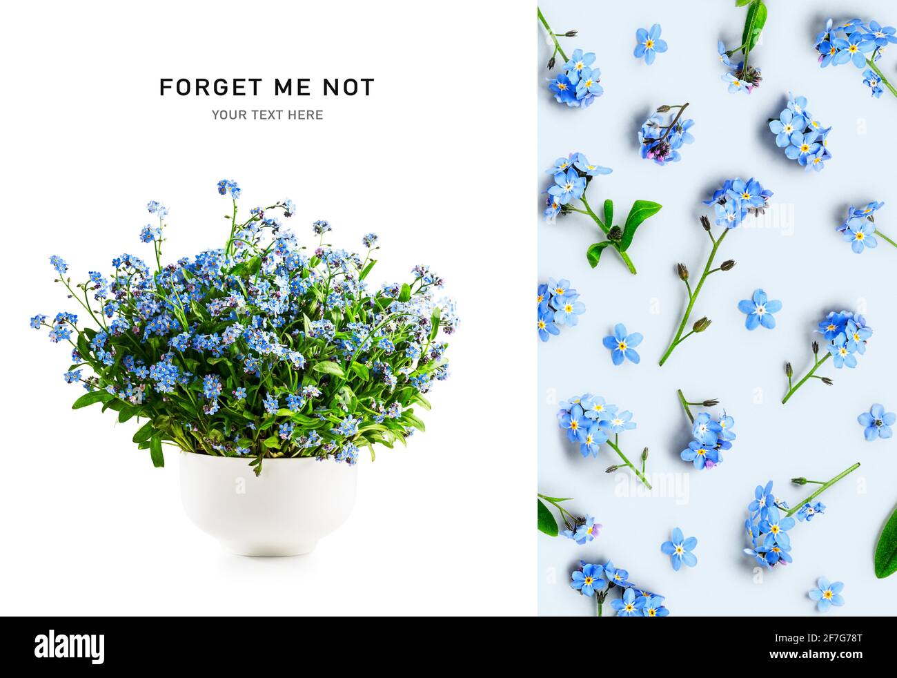 Forget me not flowers creative layout and pattern on white and blue ...