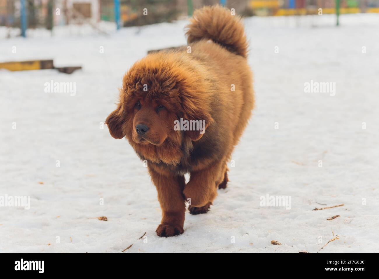 Portrait of a big red dog. The Tibetan Mastiff puppy - girl. The dog is ...