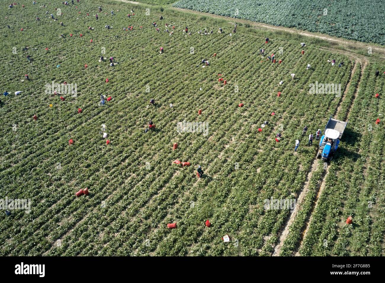 Aerial view of agricultural field with farm workers Stock Photo - Alamy