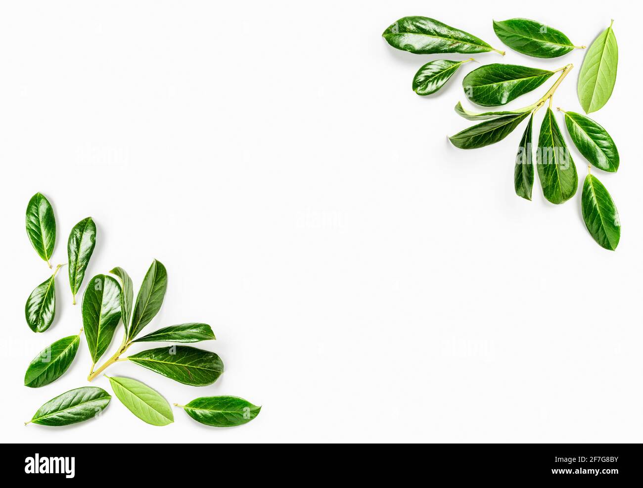 Green leaves creative composition and frame isolated on white ...