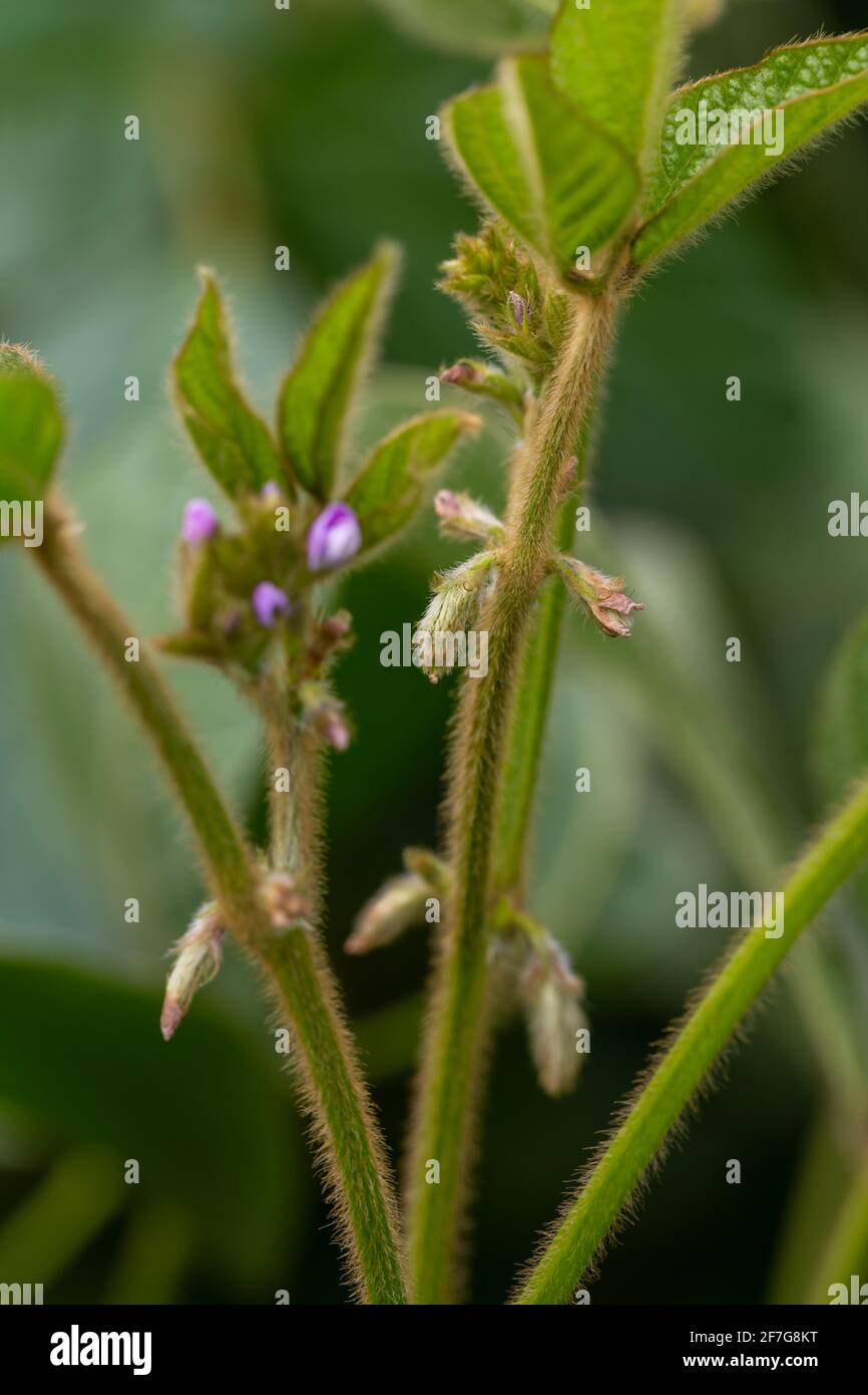 Soy flowers in sunny field. Green growing soybeans Stock Photo - Alamy