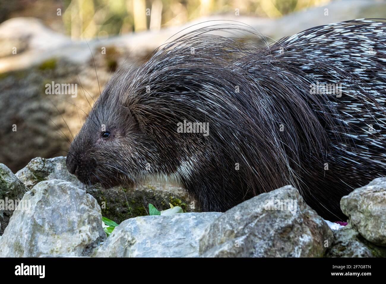 The Indian crested Porcupine, Hystrix indica or Indian porcupine, is a ...