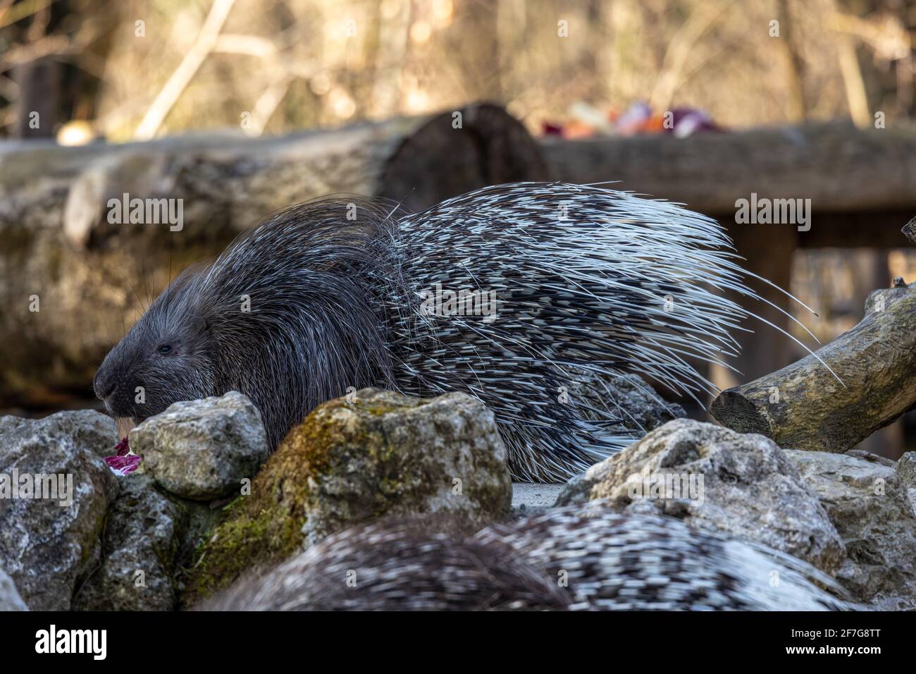 The Indian crested Porcupine, Hystrix indica or Indian porcupine, is a ...