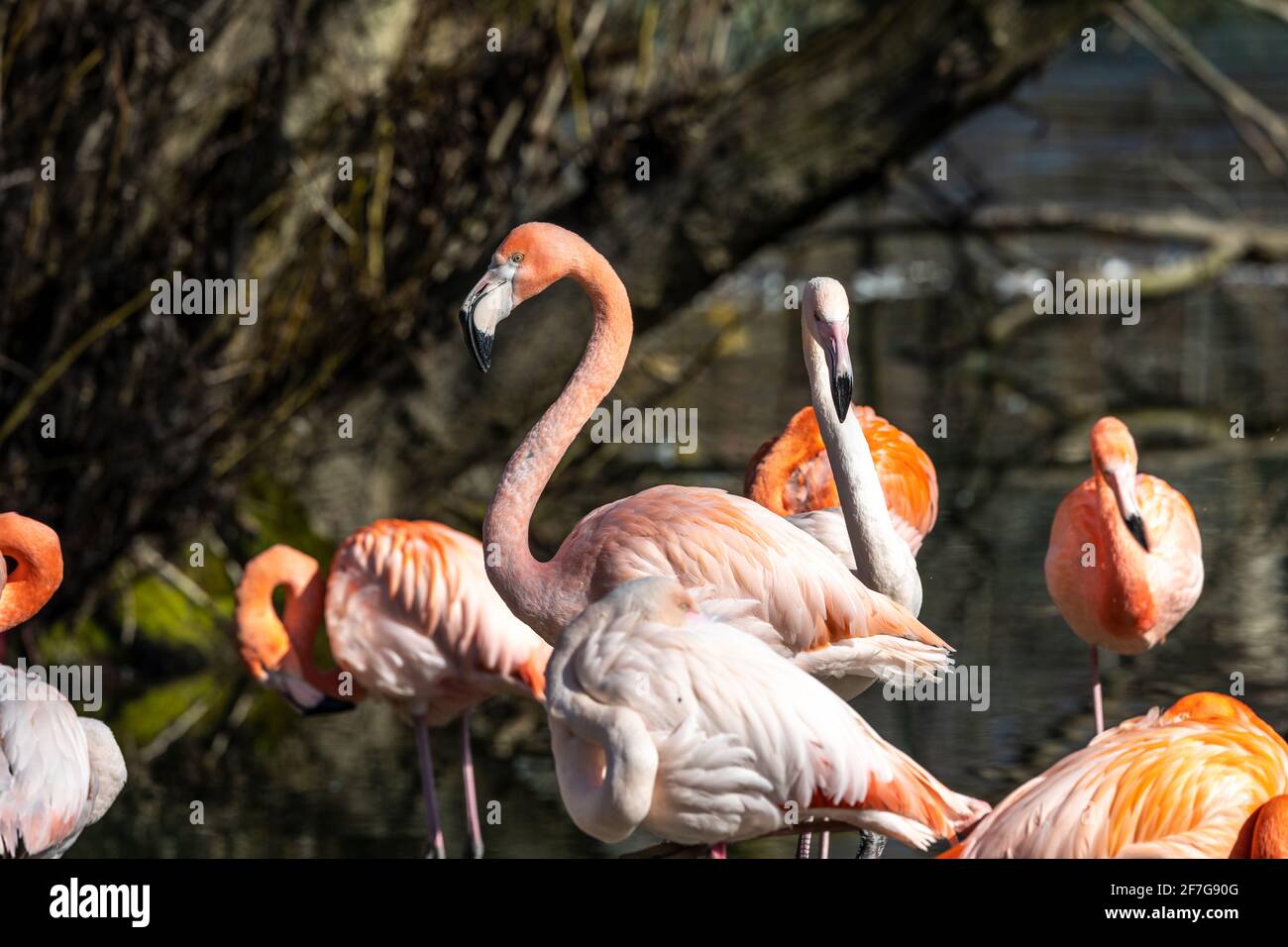 The American flamingo, Phoenicopterus ruber is a large species of ...