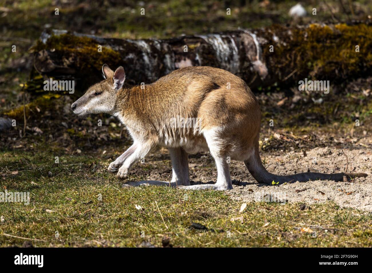 The agile wallaby, Macropus agilis also known as the sandy wallaby is a ...