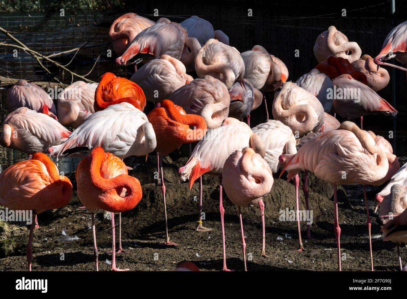 The American flamingo, Phoenicopterus ruber is a large species of ...