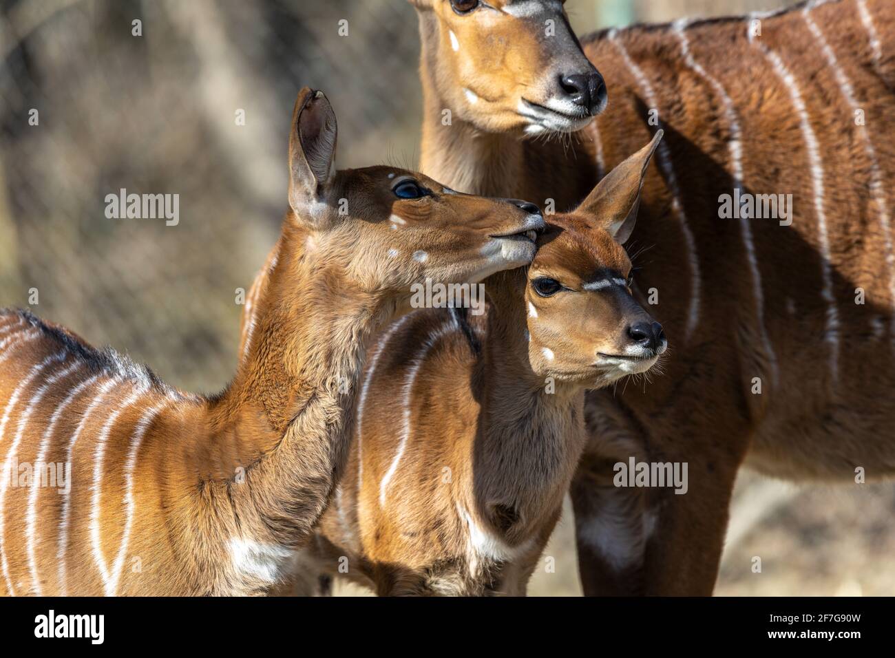 The nyala, Tragelaphus angasii is a spiral-horned antelope native to ...
