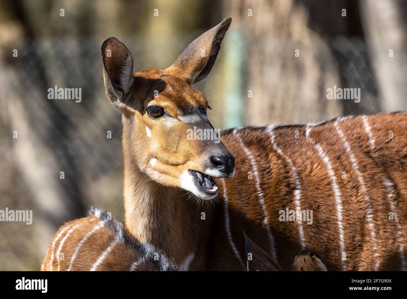 The nyala, Tragelaphus angasii is a spiral-horned antelope native to ...
