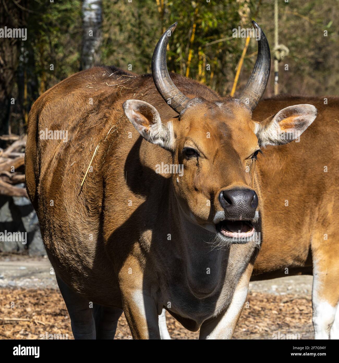 Banteng, Bos javanicus or Red Bull It is a type of wild cattle But ...